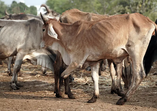 They’re Voiceless But Their Pain Is Real: The Life Of Animals With ...