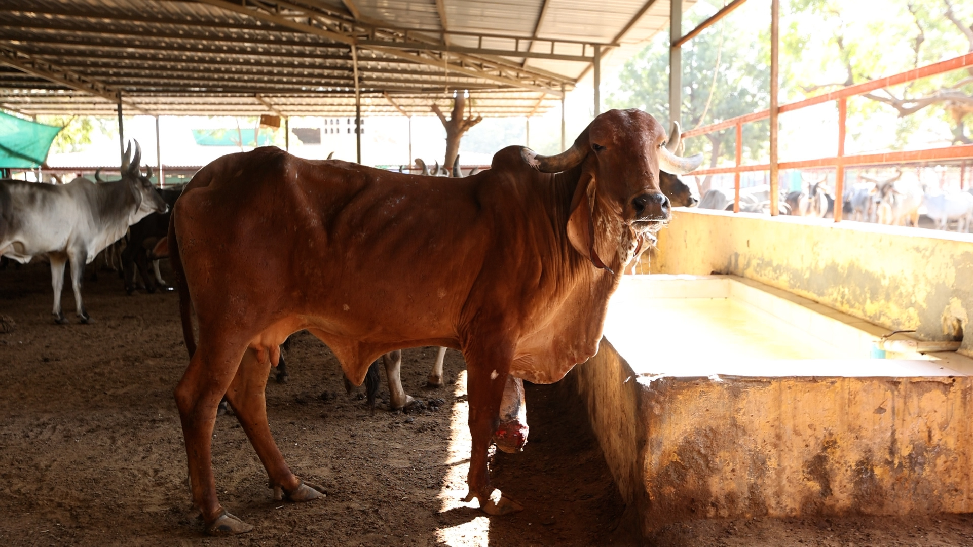 Self-Sustainability Is The Way Forward For India’s Gaushalas To Give ...